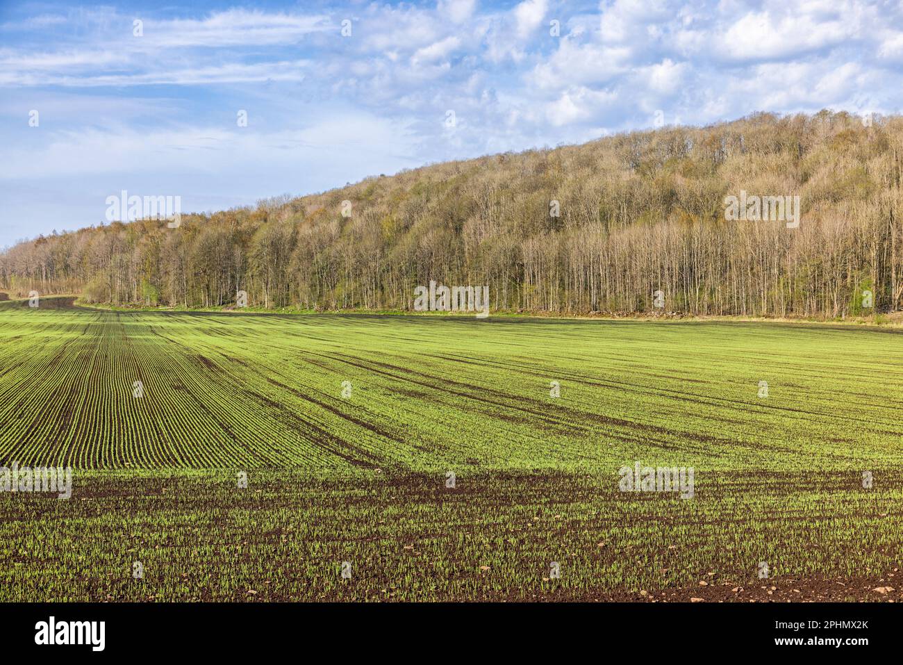 New sowed green field by a forest hill Stock Photo - Alamy
