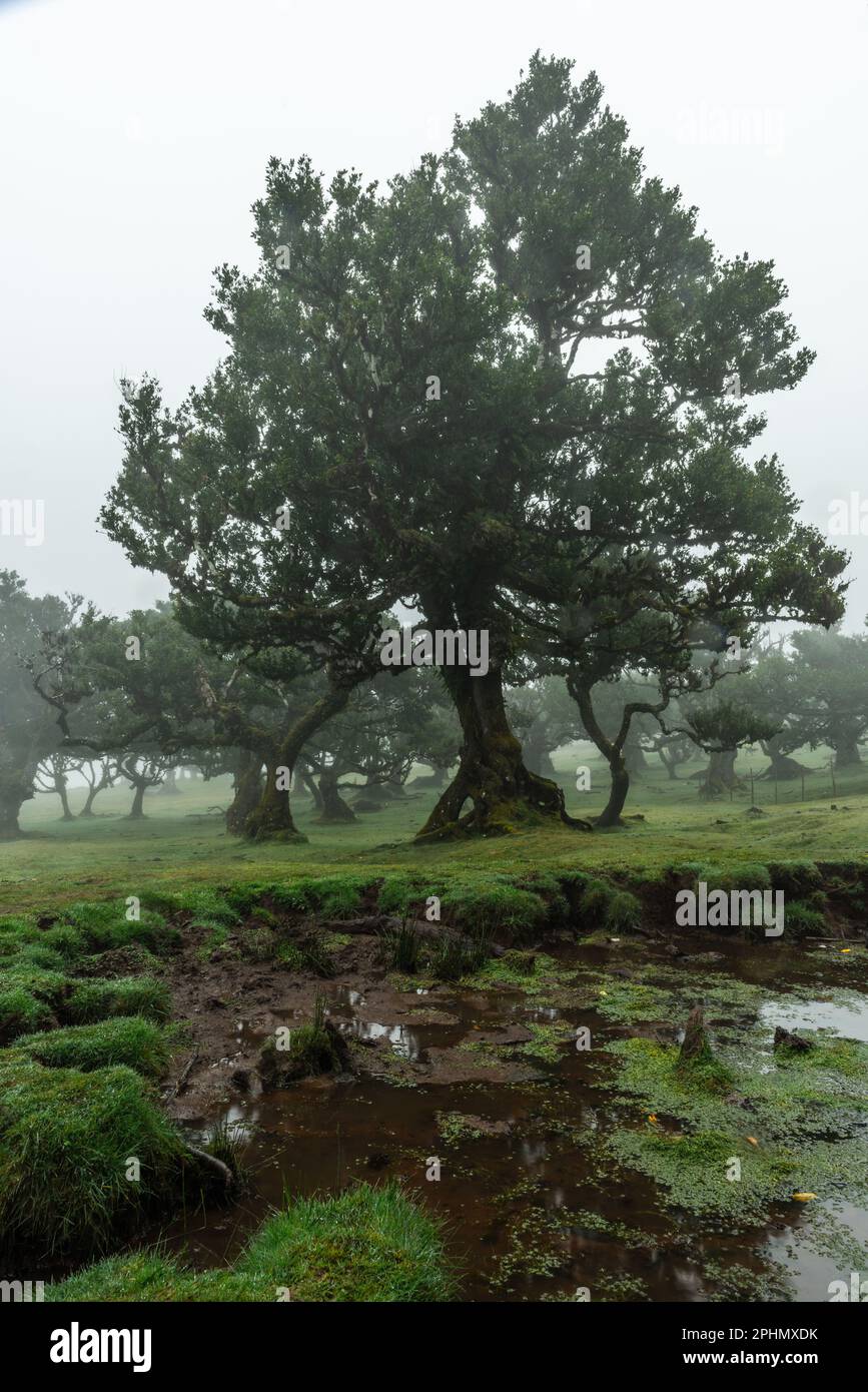 Fanal Forest in Madeira, Portugal. Ancient Laurel trees in misty fog ...
