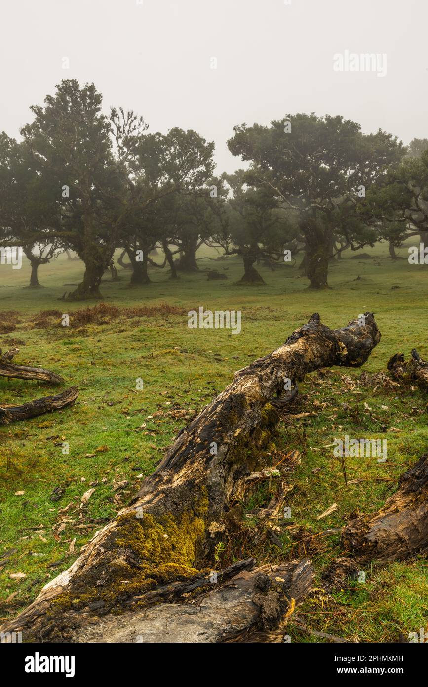 Fanal Forest in Madeira, Portugal. Ancient Laurel trees in misty fog ...