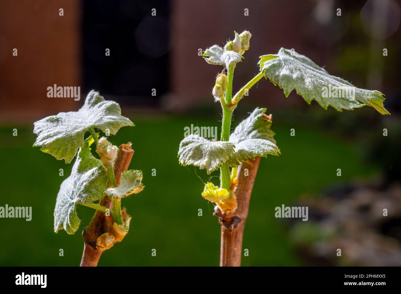 Wine grape cutting with young leaves for propagation of grape plants in ...