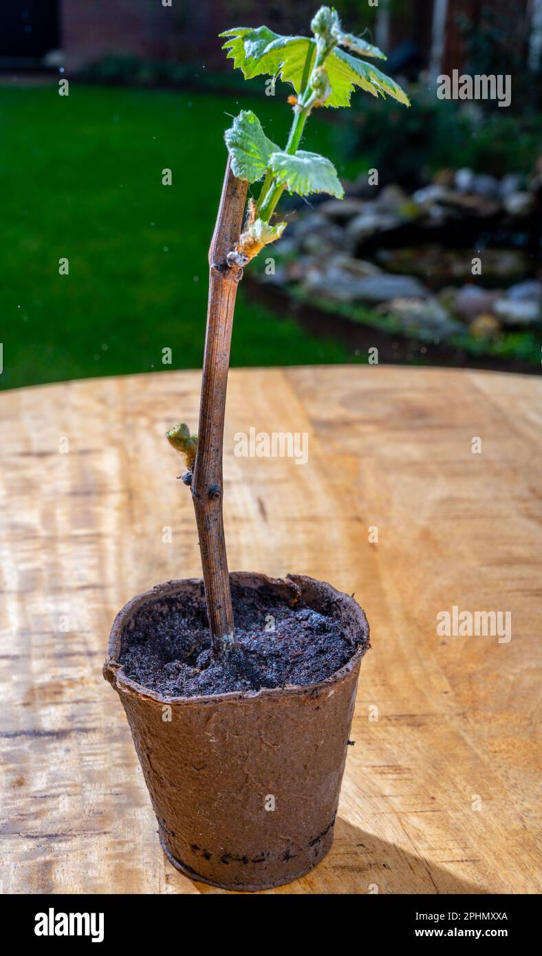 Wine grape cutting with young leaves for propagation of grape plants in ...
