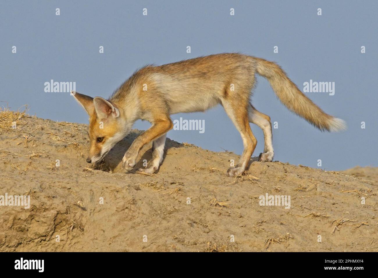 Desert fox (Vulpes vulpes pusilla), also known as the white-footed fox ...