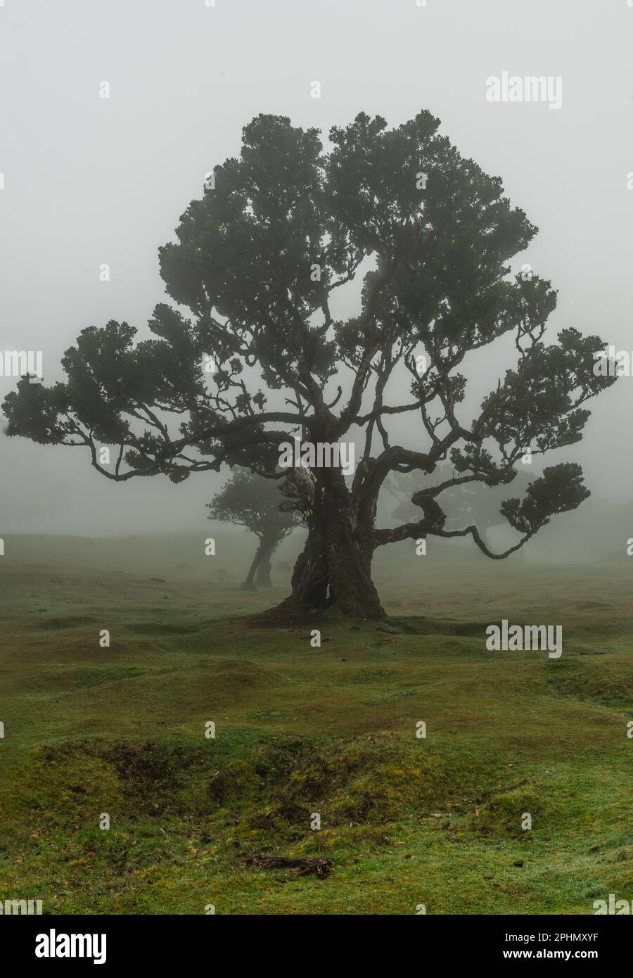 Fanal Forest in Madeira, Portugal. Ancient Laurel trees in misty fog ...