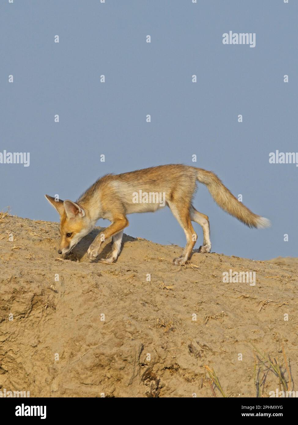 Desert fox (Vulpes vulpes pusilla), also known as the white-footed fox ...