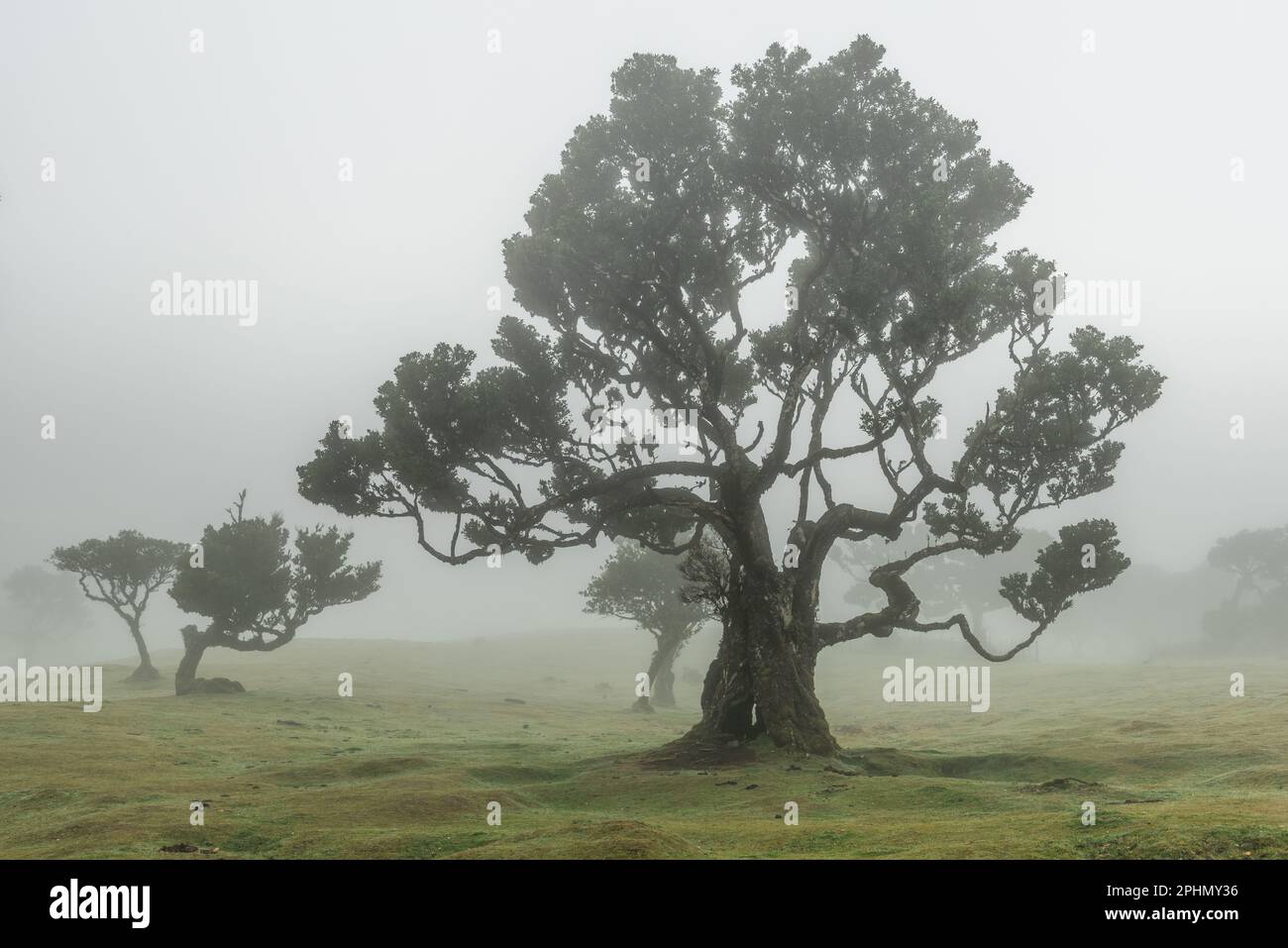 Fanal Forest in Madeira, Portugal. Ancient Laurel trees in misty fog ...