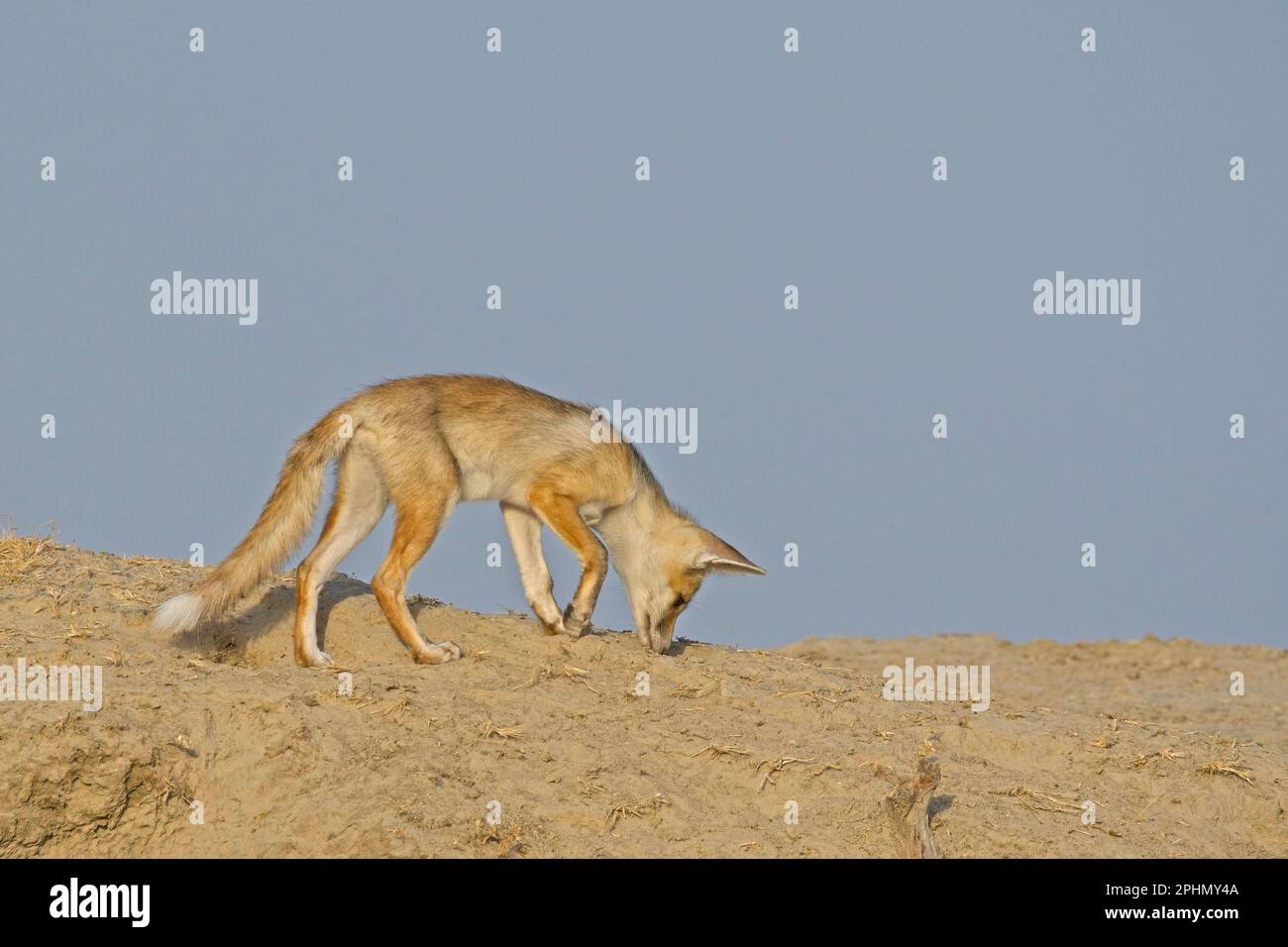 Desert fox (Vulpes vulpes pusilla), also known as the white-footed fox ...