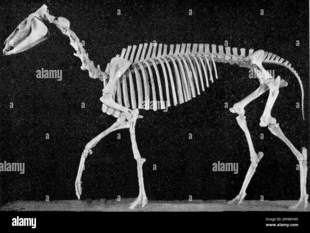Hypohippus hi-res stock photography and images - Alamy