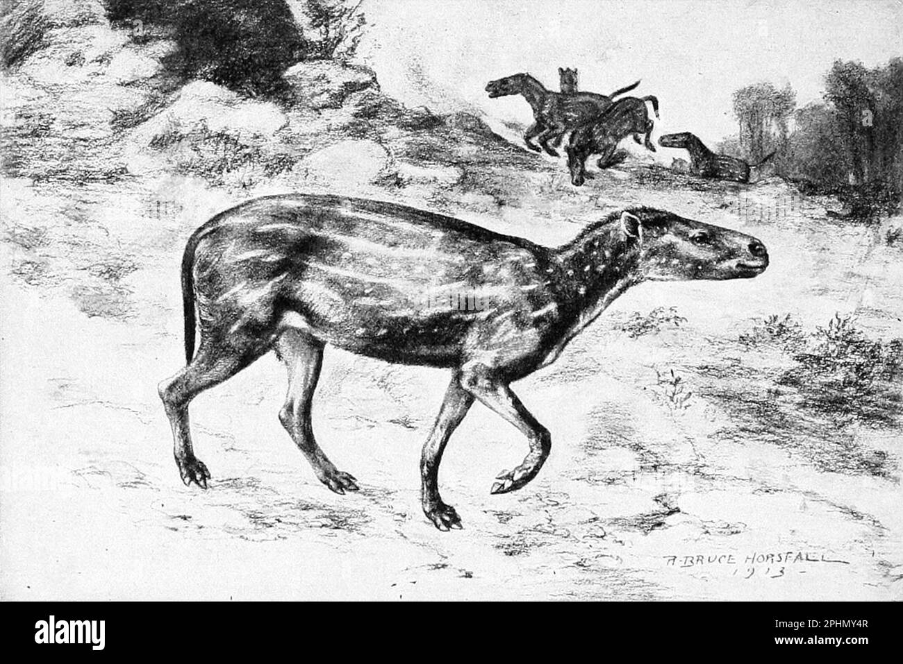 Eximius hi-res stock photography and images - Alamy