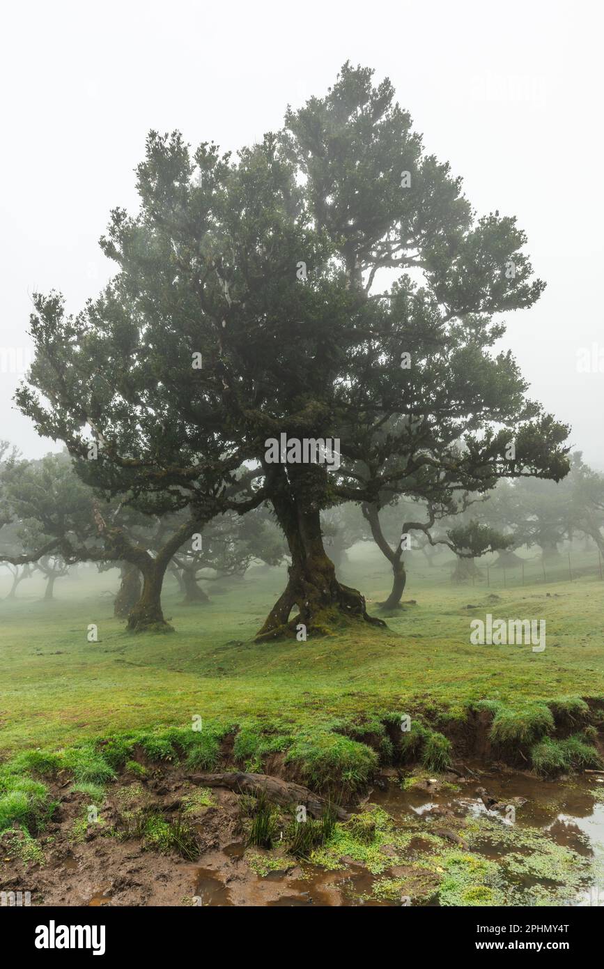 Ancient Laurel trees in Fanal forest, Madeira. Mystical foggy park with ...