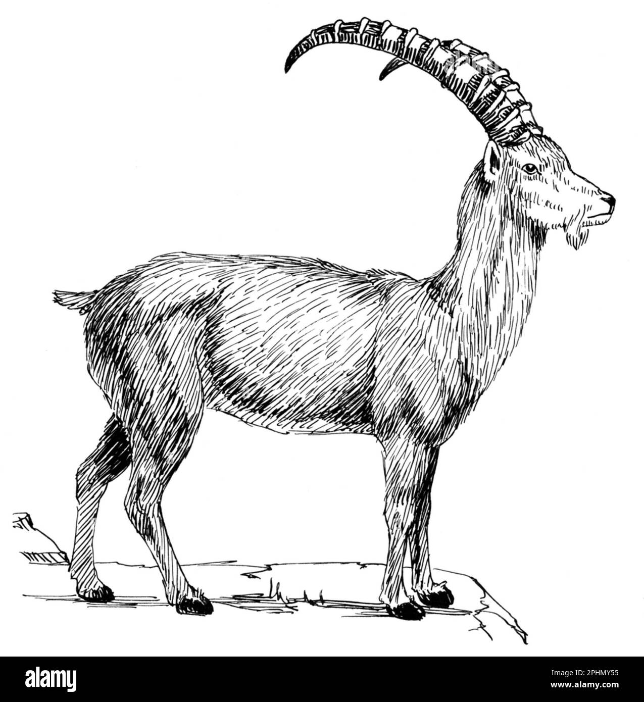 Ancient goat Cut Out Stock Images & Pictures - Alamy