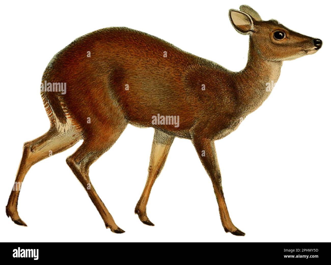 Doe Cut Out Stock Images & Pictures - Alamy