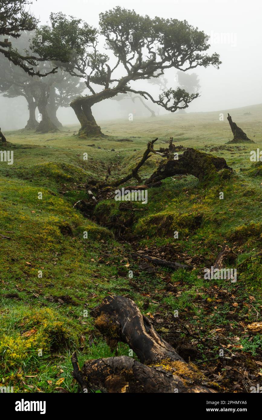 Ancient Laurel trees in Fanal forest, Madeira. Mystical foggy park with ...