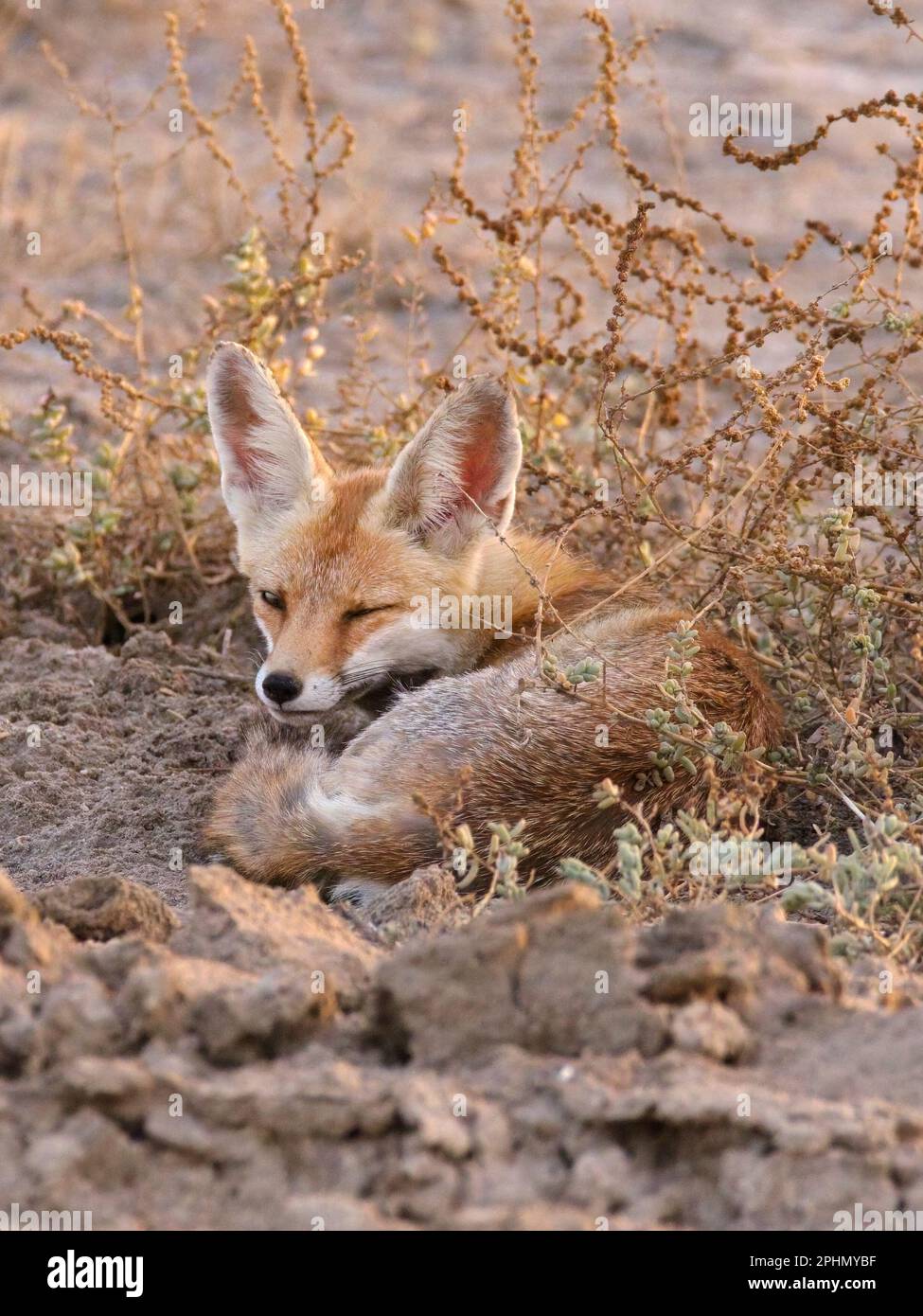 Desert fox (Vulpes vulpes pusilla), also known as the white-footed fox ...