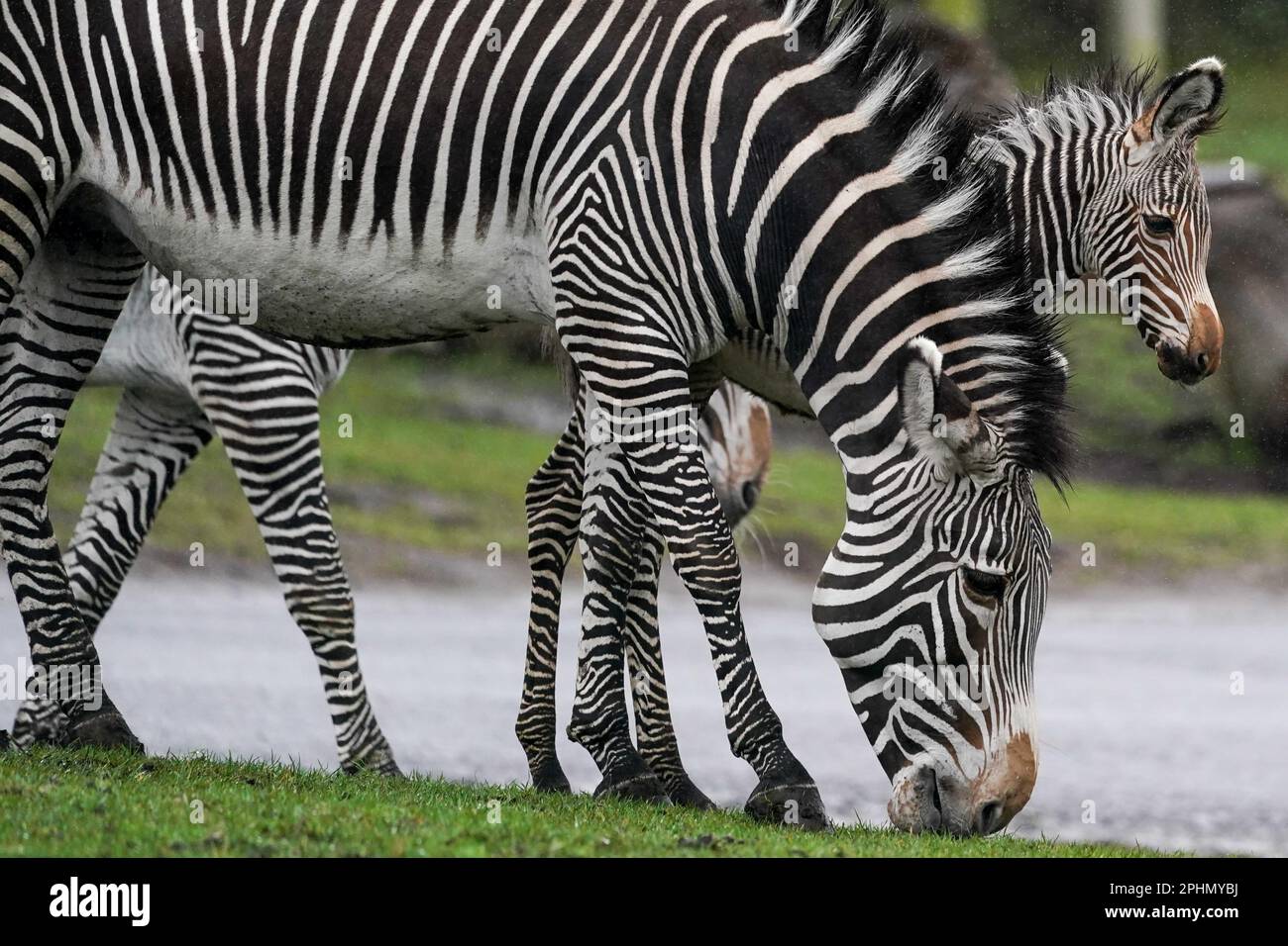 Newborn Grevy's zebra Lola, who was born during the early hours of ...