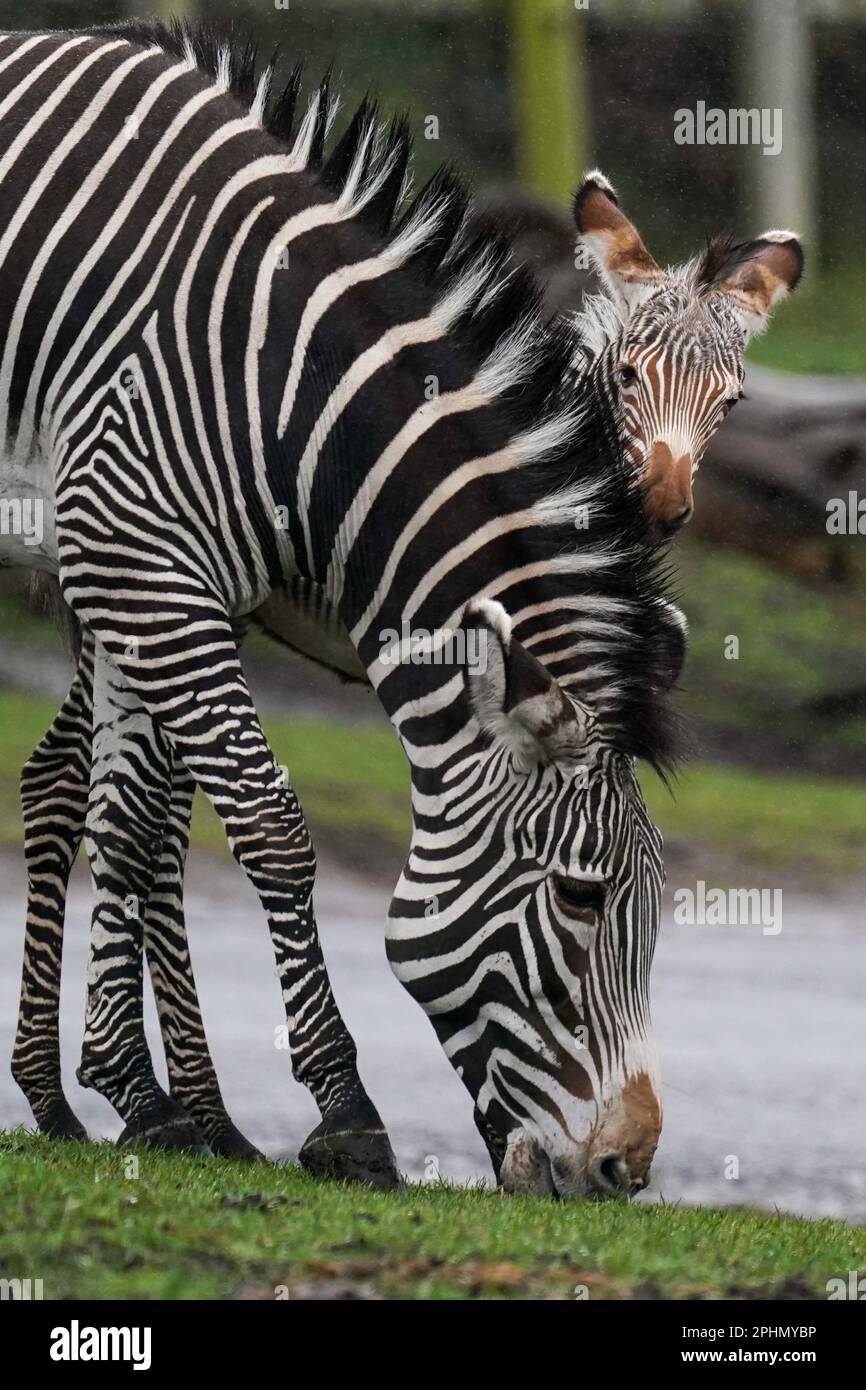 Newborn Grevy's zebra Lola, who was born during the early hours of ...