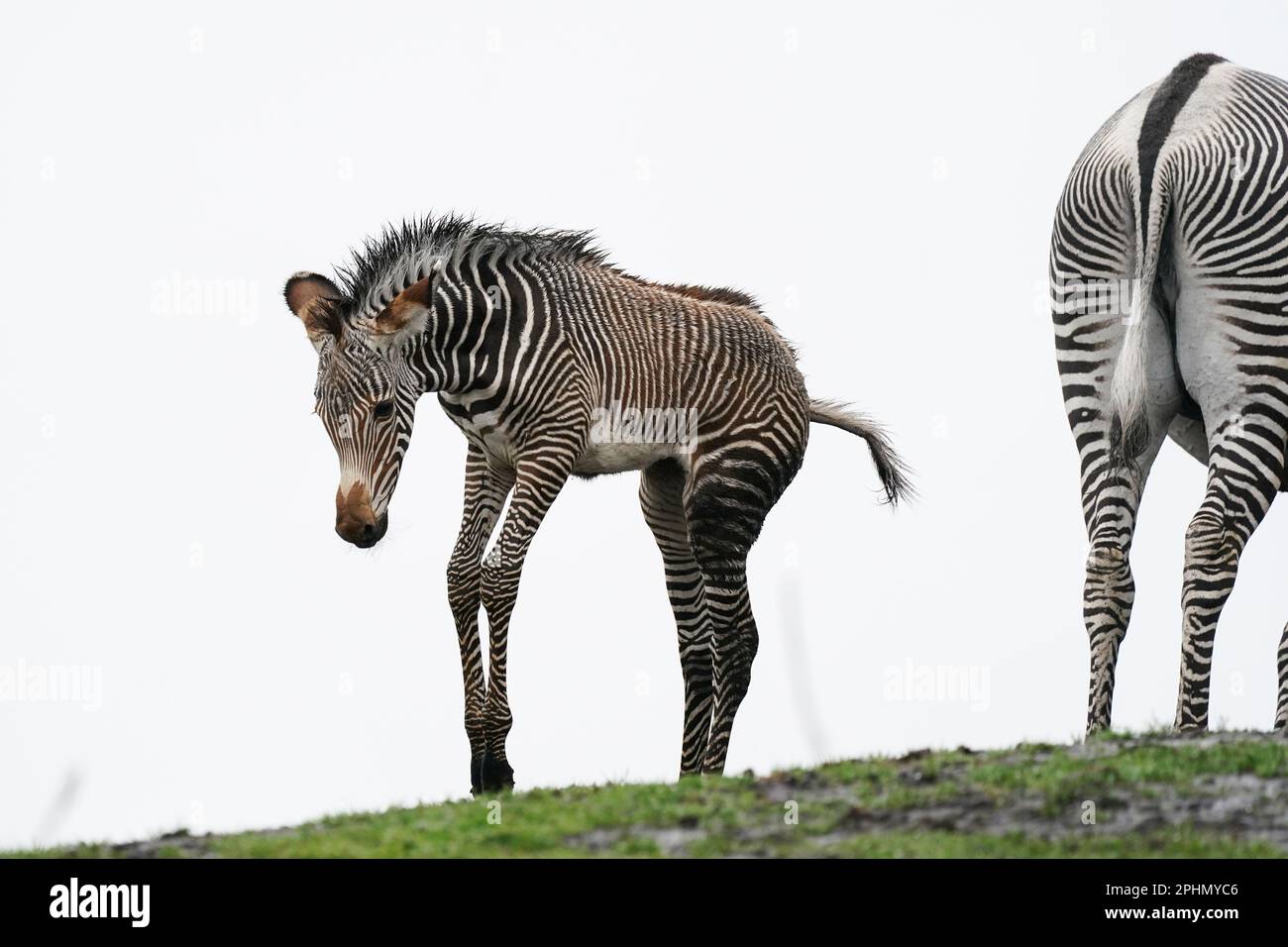 Newborn Grevy's zebra Lola, who was born during the early hours of ...