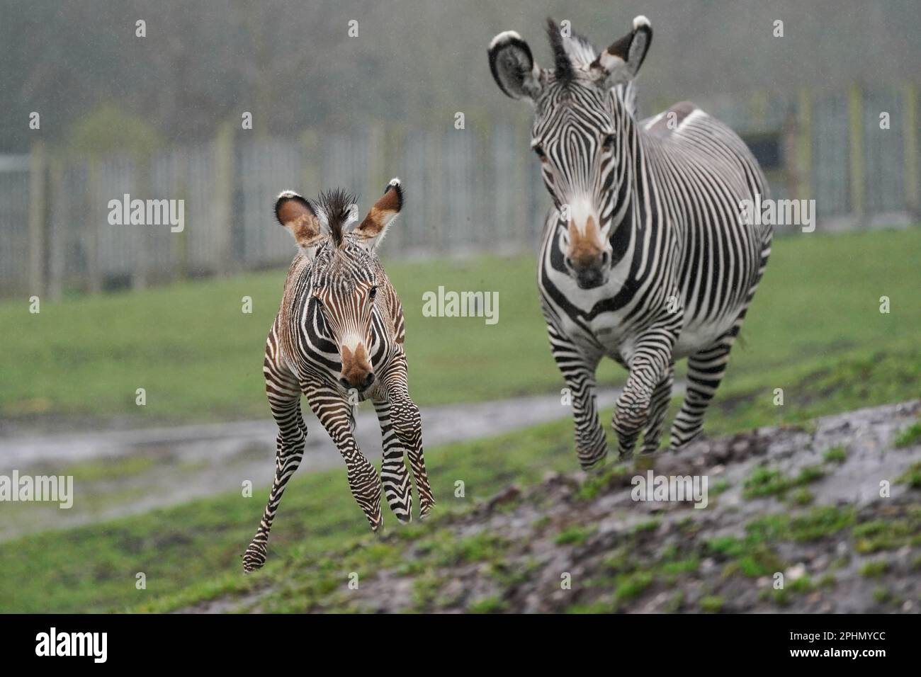 Newborn Grevy's zebra Lola, who was born during the early hours of ...