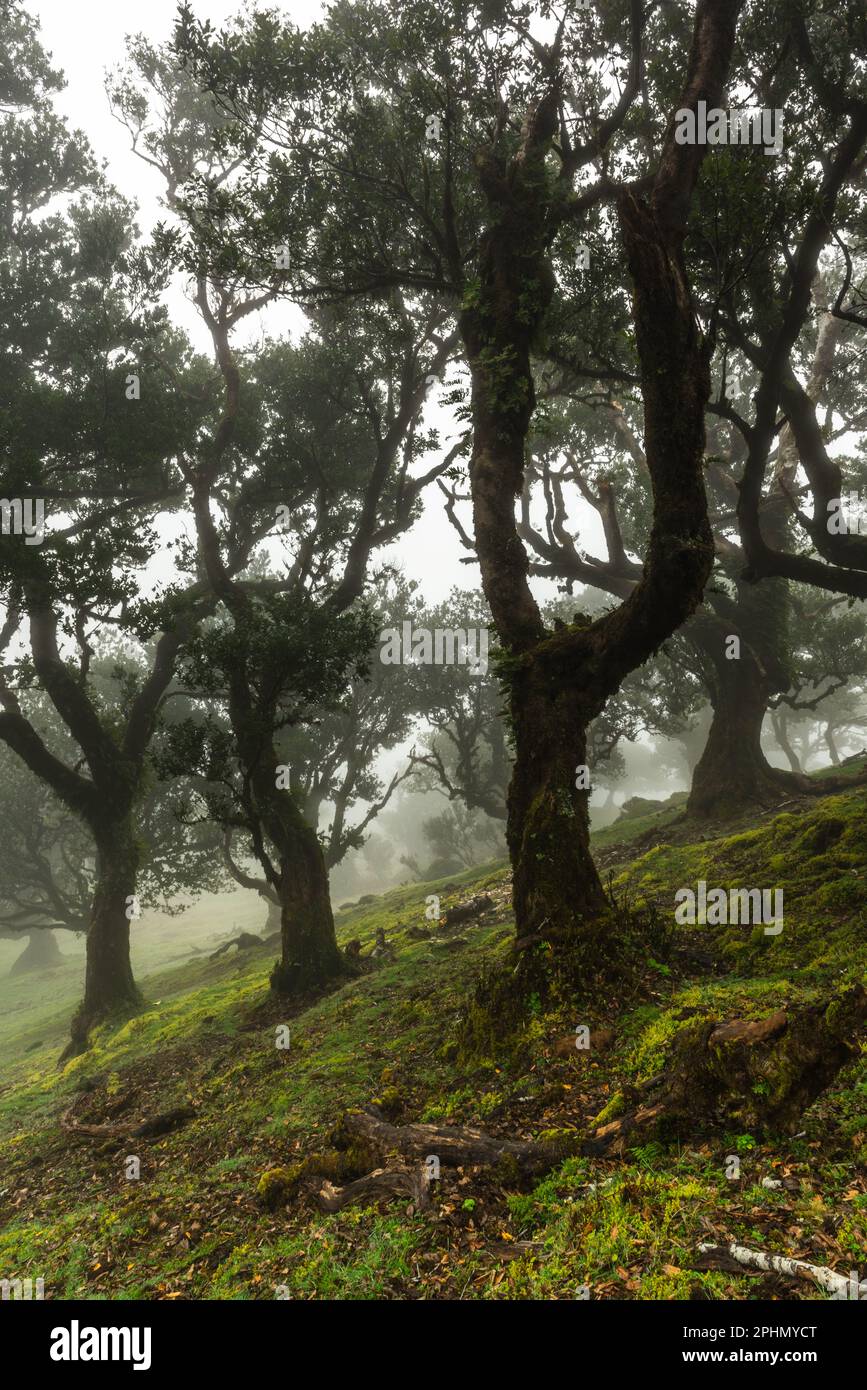 Ancient Laurel trees in Fanal forest, Madeira. Mystical foggy park with ...