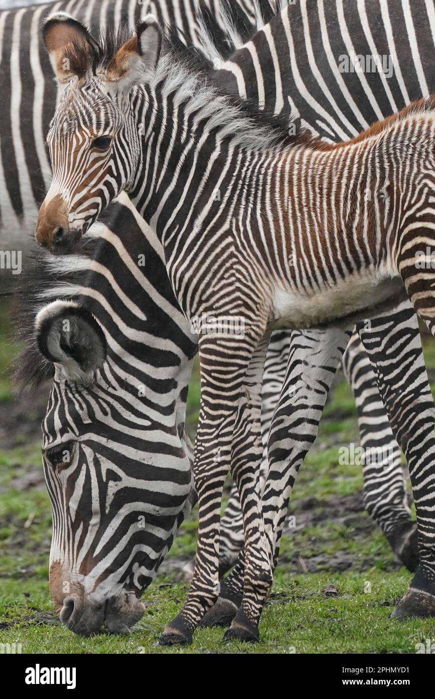 Newborn Grevy's zebra Lola, who was born during the early hours of ...