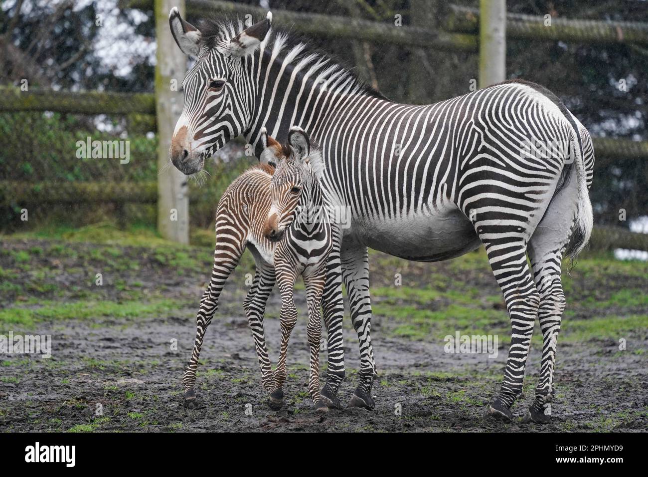 Newborn Grevy's zebra Lola, who was born during the early hours of ...