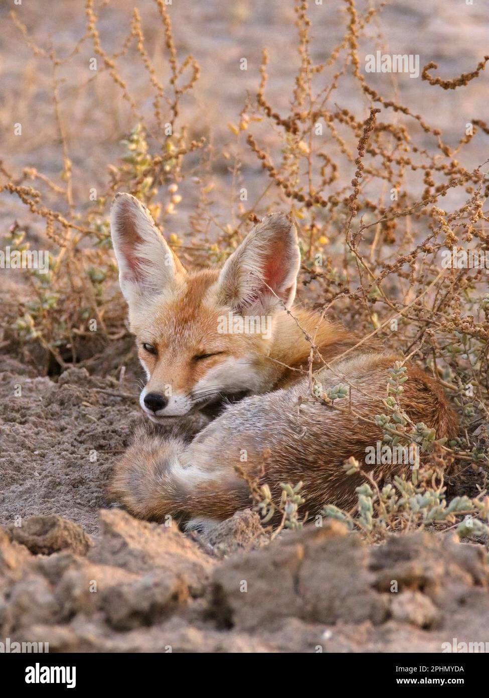 Desert fox (Vulpes vulpes pusilla), also known as the white-footed fox ...