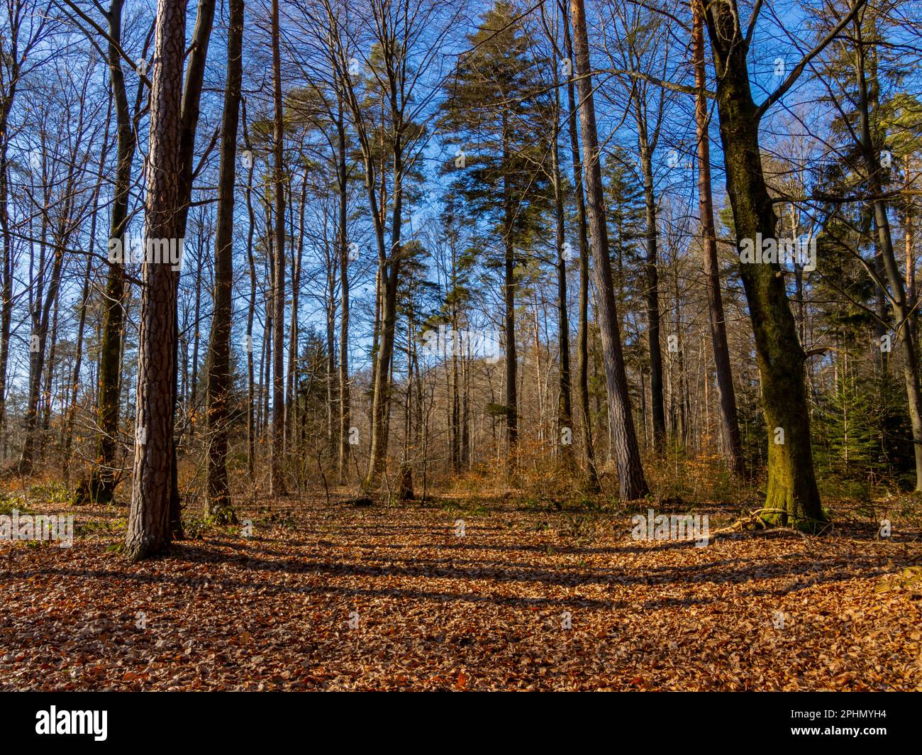Autumn sunlight casting shadows in the forest Stock Photo - Alamy