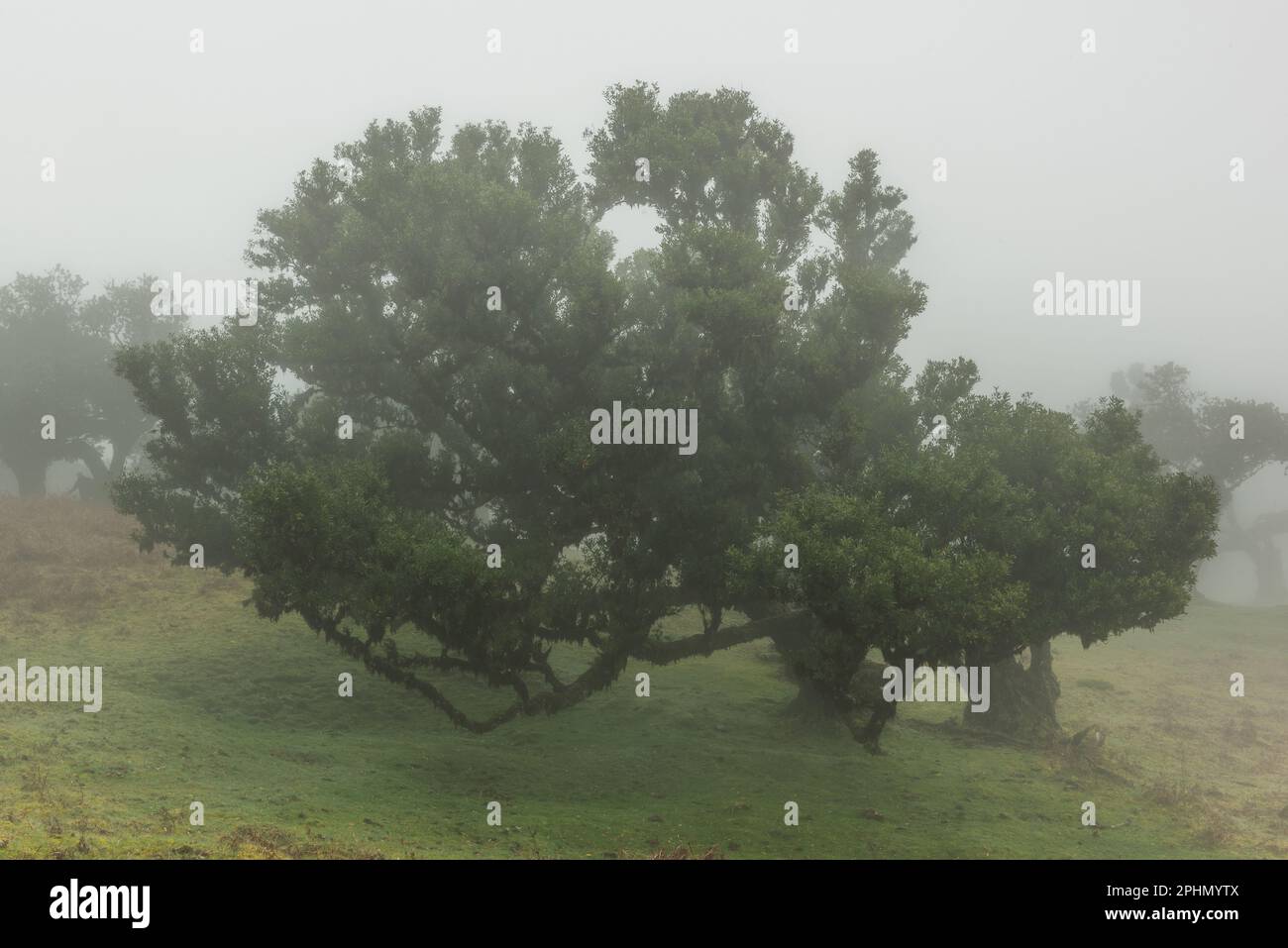 Ancient laurel trees in hi-res stock photography and images - Alamy
