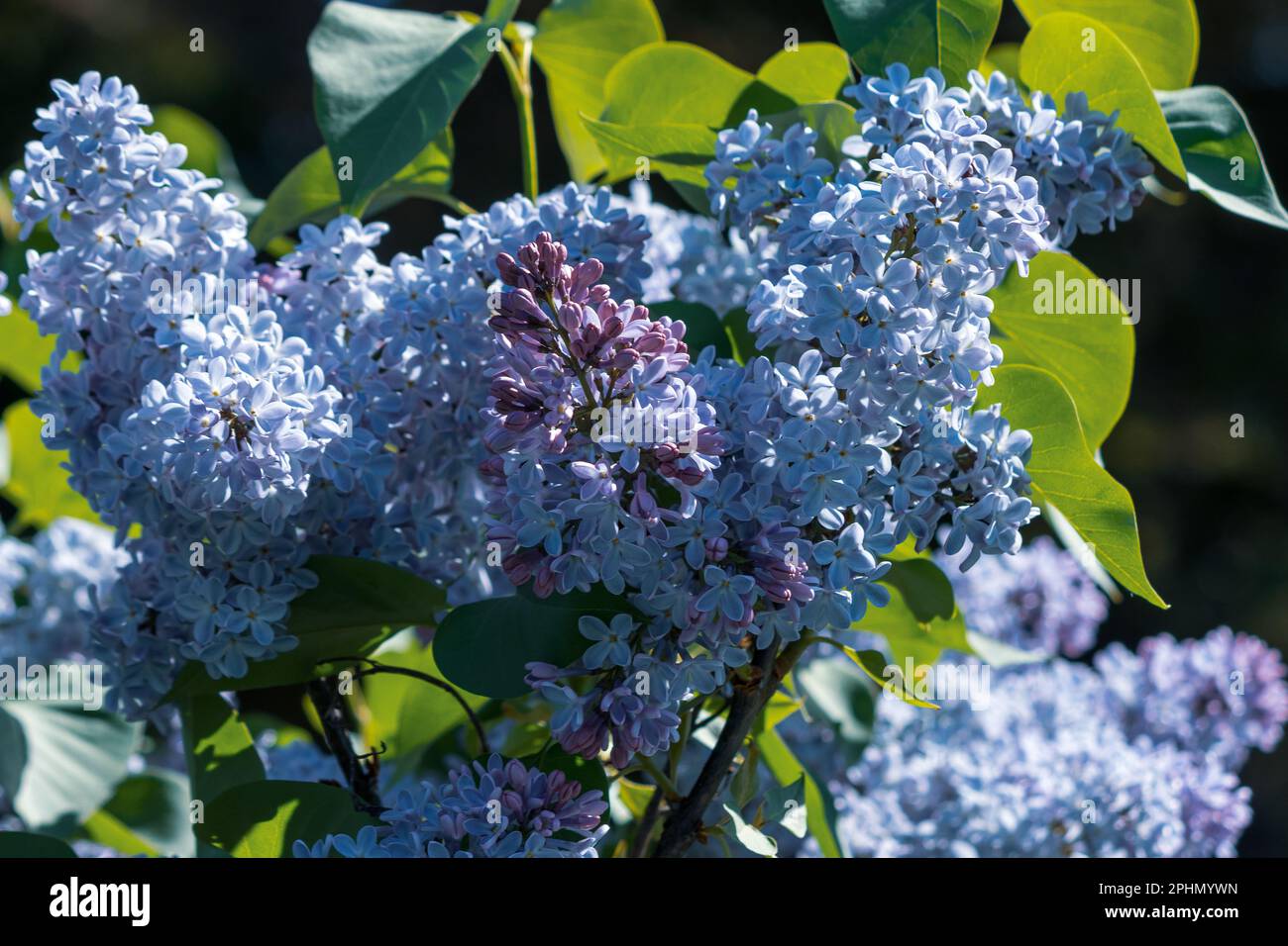 Beautiful blue-tinted lilacs in full bloom in spring Stock Photo - Alamy