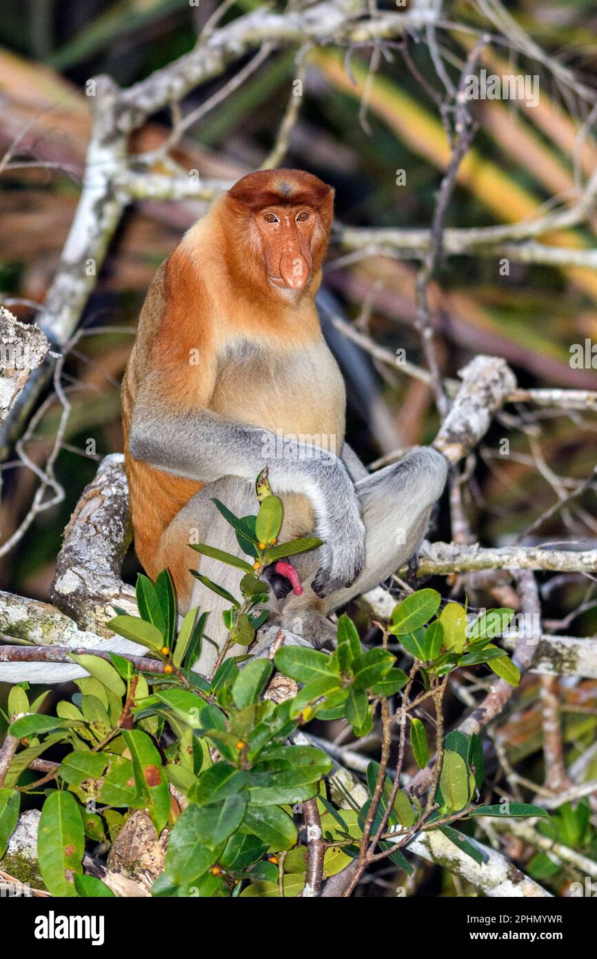 Dominant male proboscis monkey (Nasalis larvatus) in Tanjung Puting ...