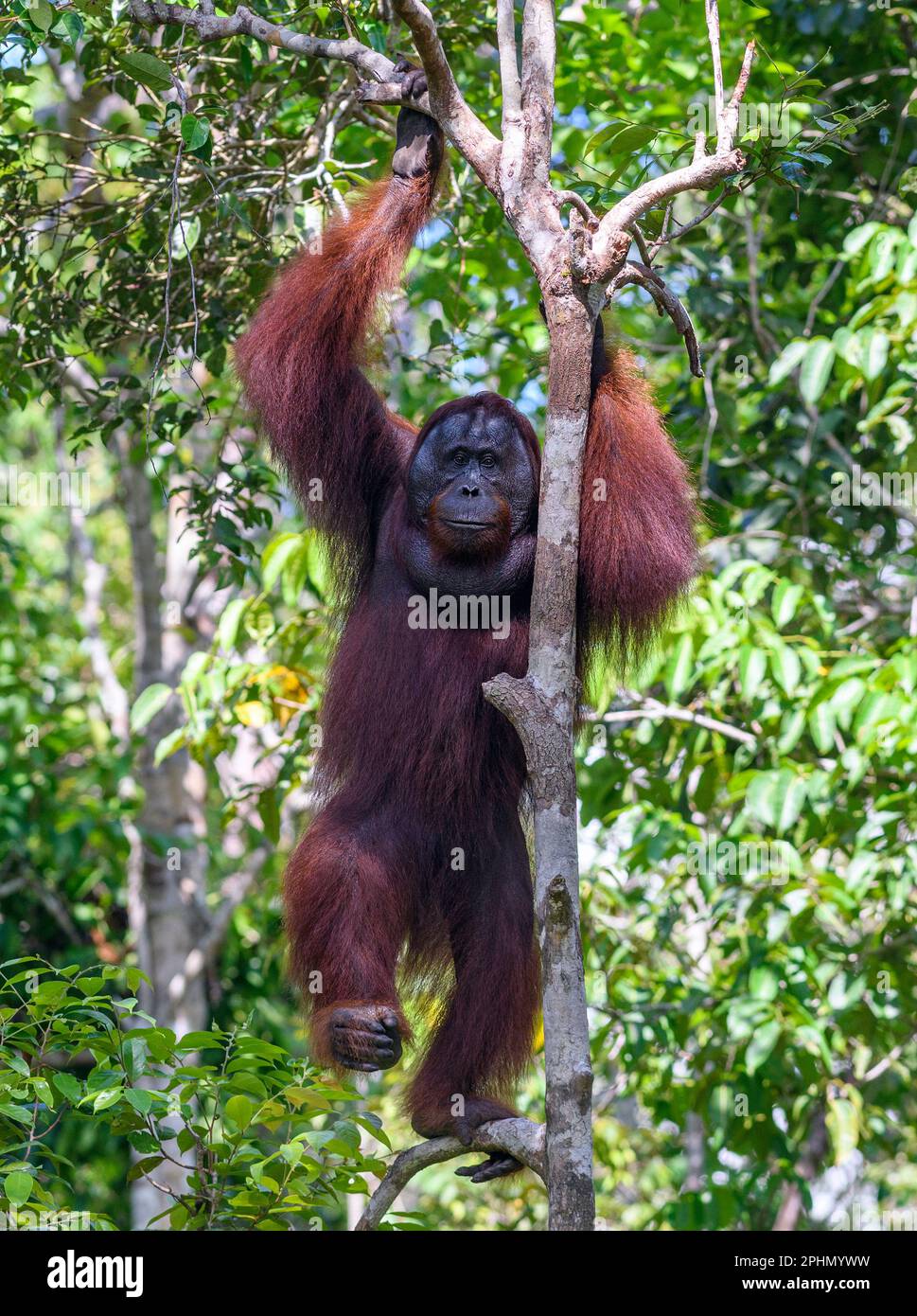 Wild alfamale of Borneo Orangutan (Pongo pygmaeus wurmbi) from Tanjung ...