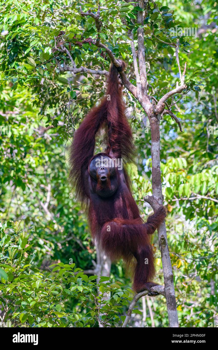 Wild alfamale of Borneo Orangutan (Pongo pygmaeus wurmbi) from Tanjung ...
