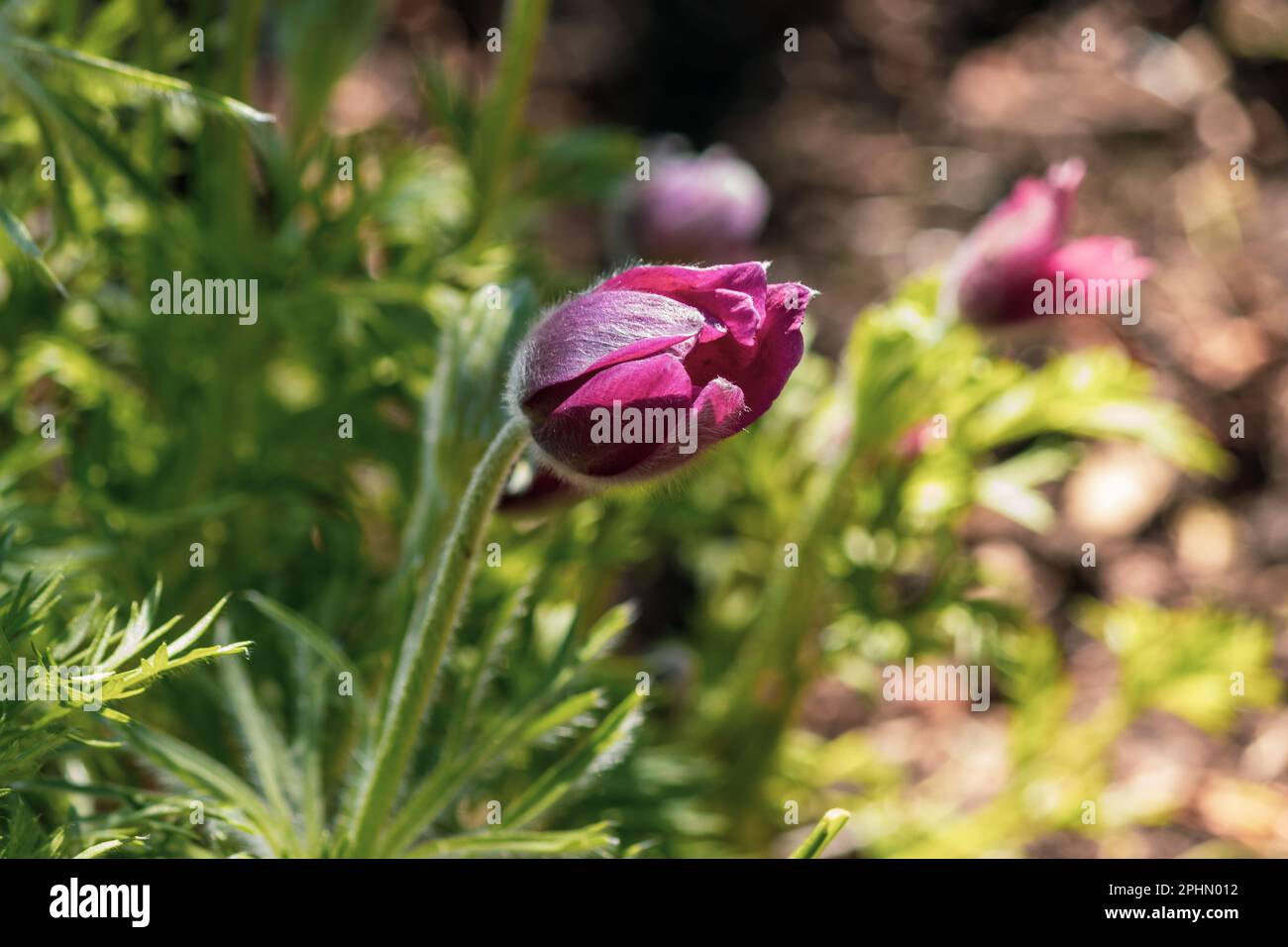A red poppy bud blows in the wind Stock Photo - Alamy