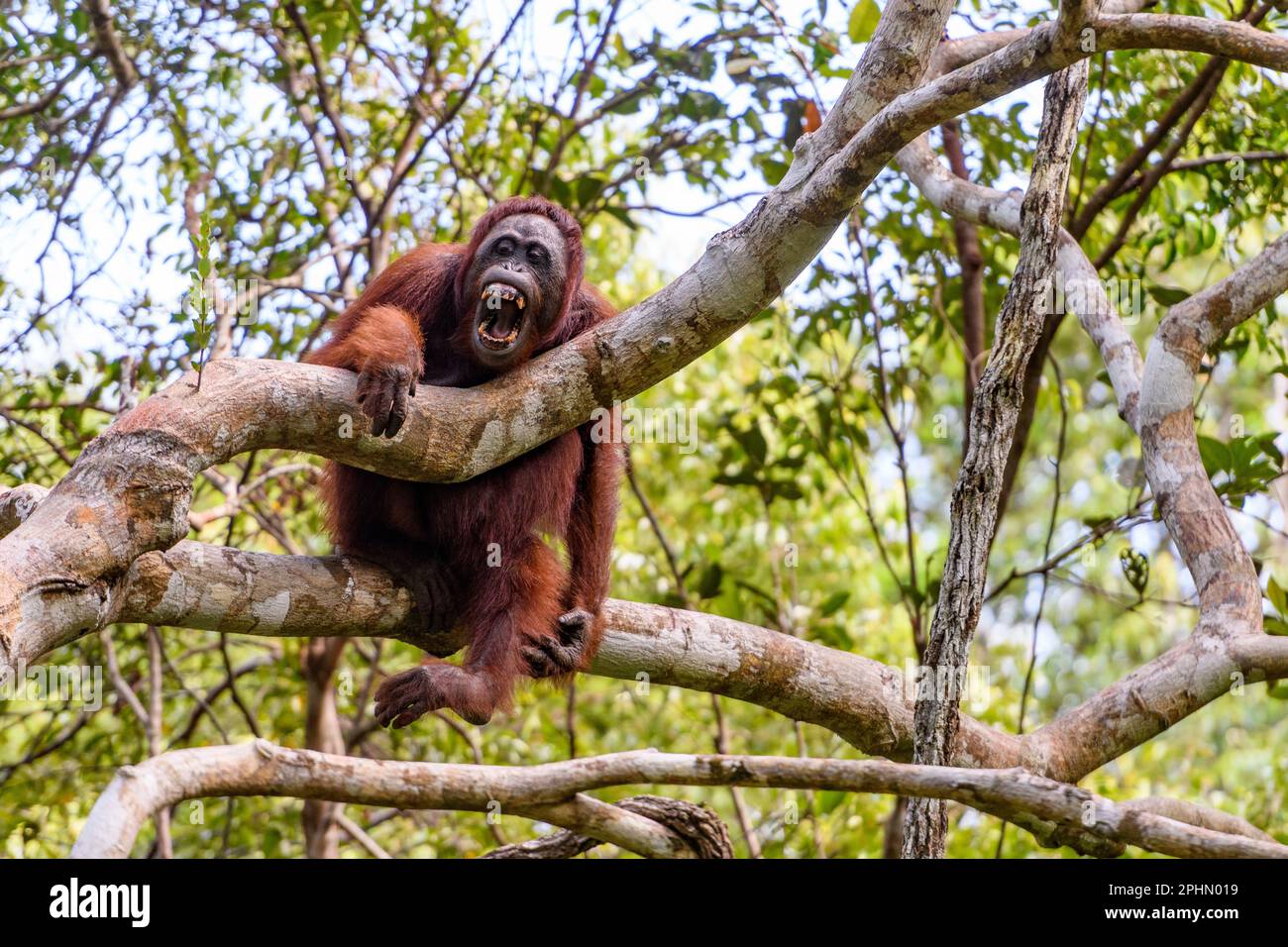 Borneo Orangutan (Pongo pygmaeus wurmbi) from Tanjung Puting National ...
