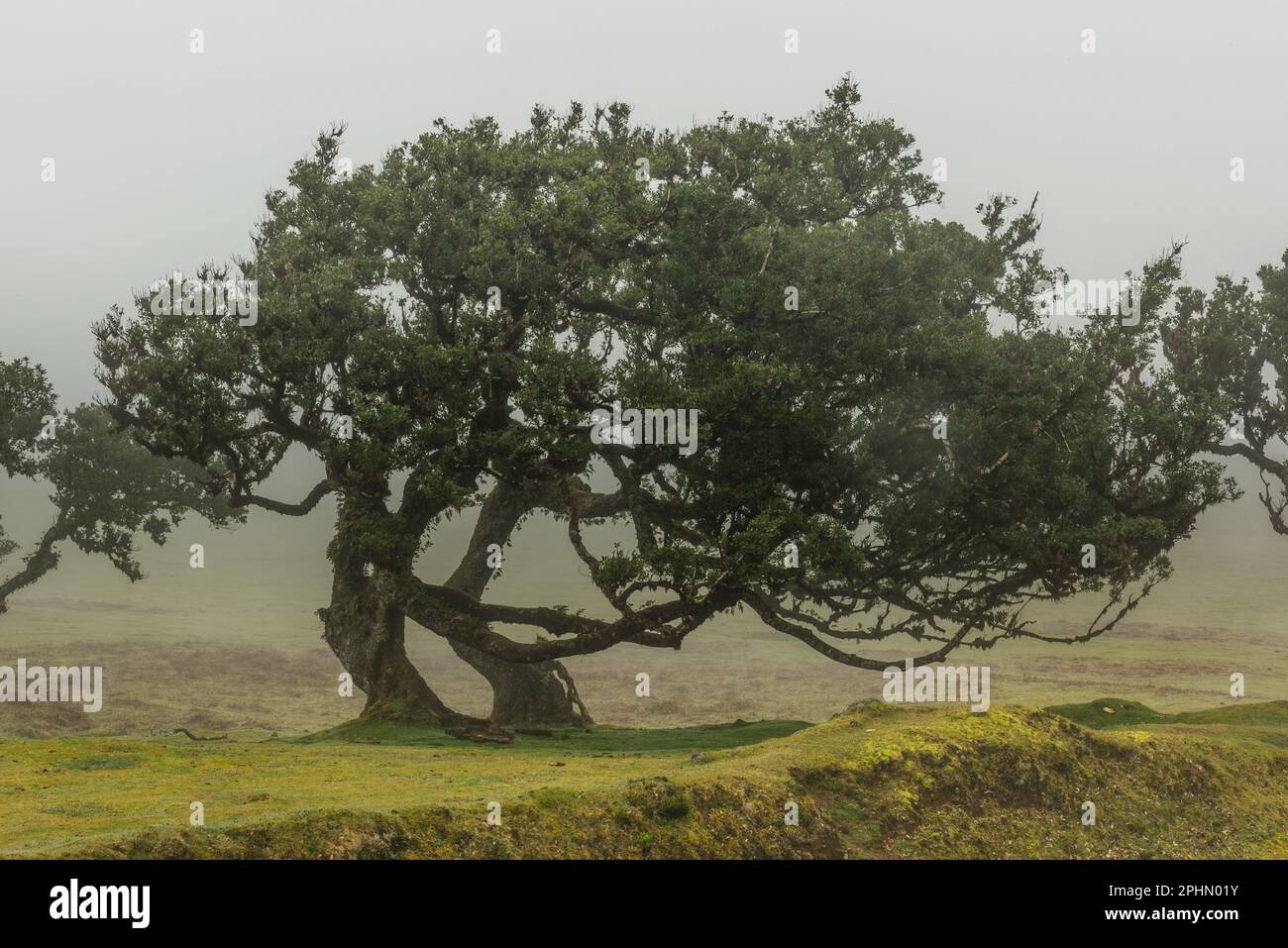 Ancient Laurel trees in Fanal forest, Madeira. Mystical foggy park with ...