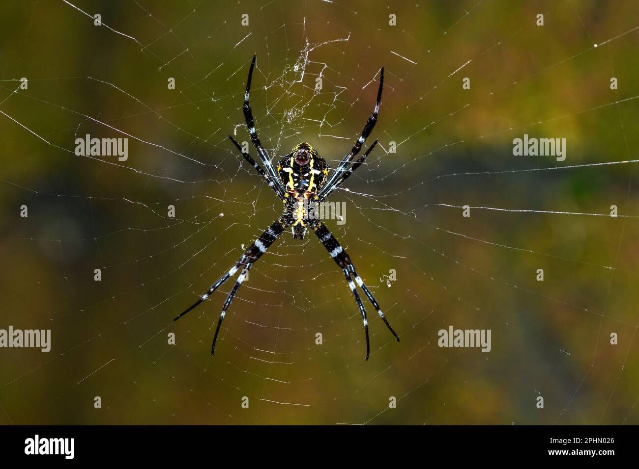 Ventral side of a large spider from genus Argiope. Photo from North ...