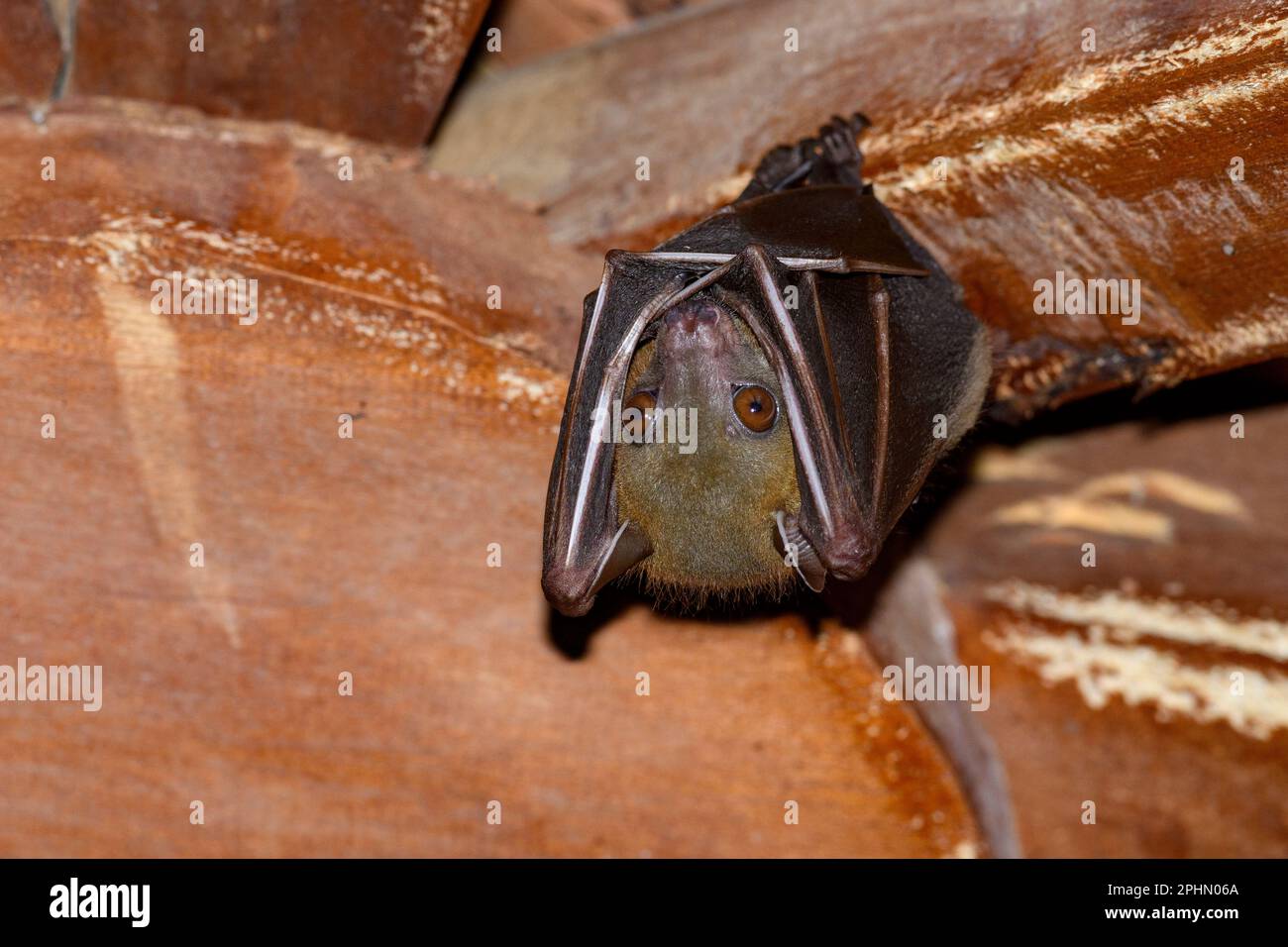 Cynopterus minutus hi-res stock photography and images - Alamy