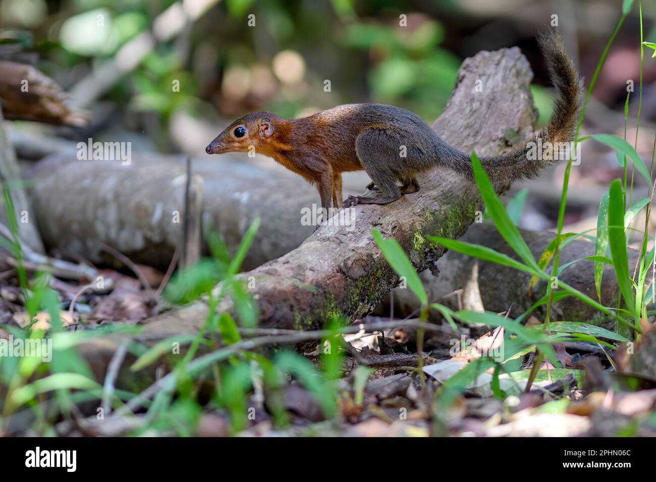 Lomng-footed treeshrew (Tupaia longipes) from Tanjung Puting National ...