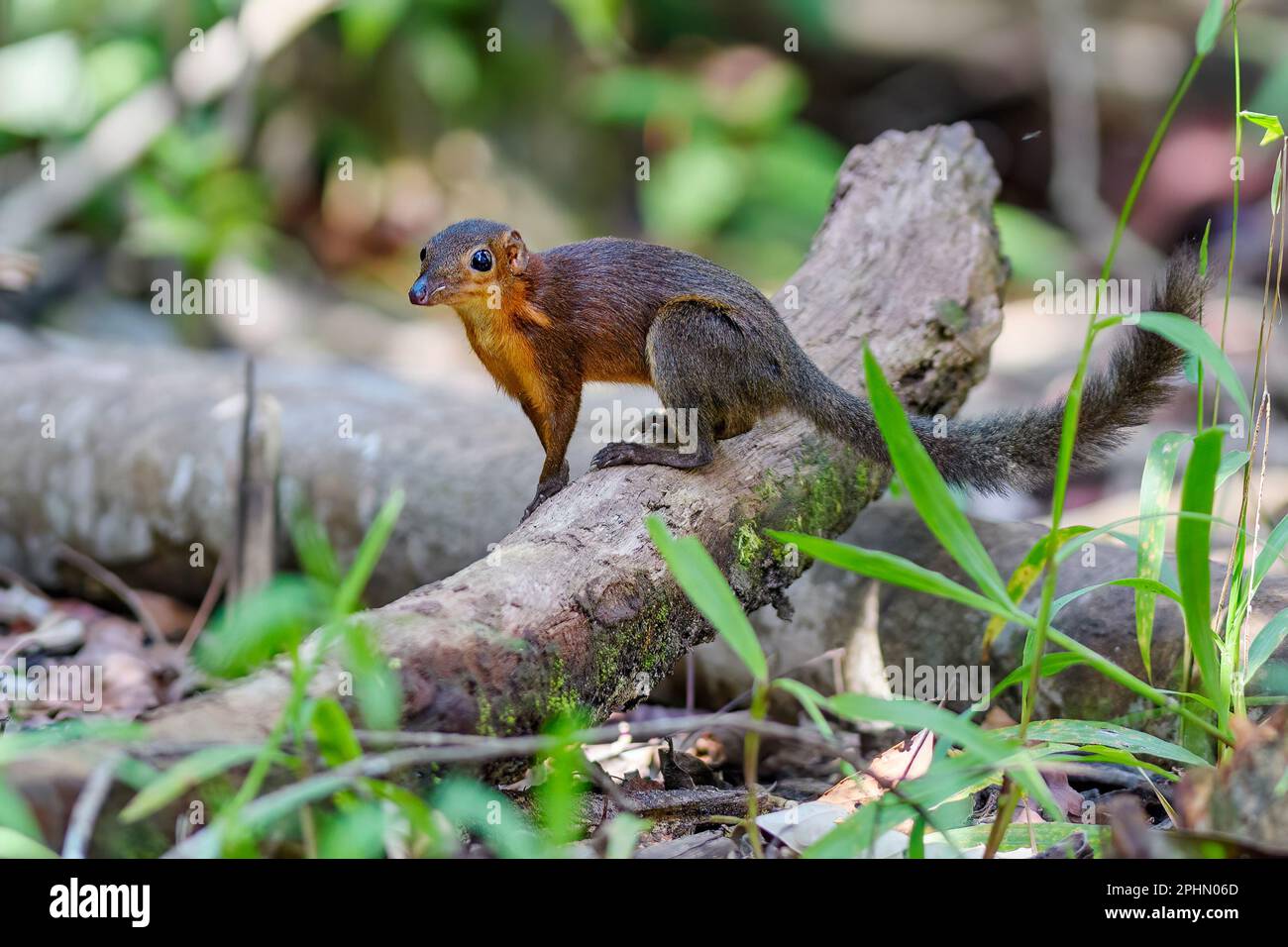 Tupalidae hi-res stock photography and images - Alamy