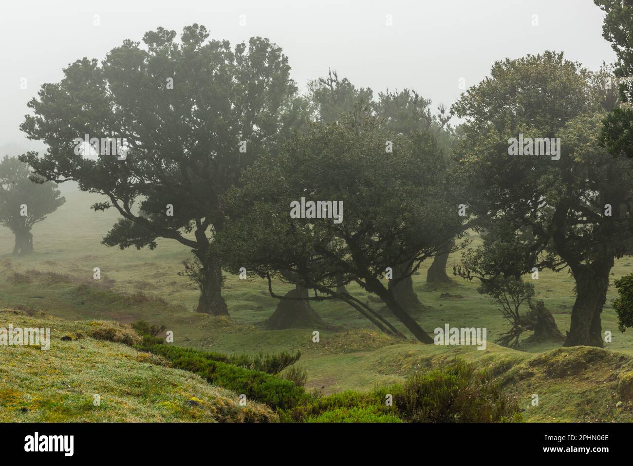 Fanal Forest in Madeira. Portugal. UNESCO park with ancient laurel ...