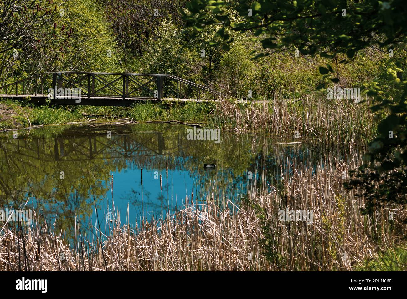 Beautiful duck in autumn pond hi-res stock photography and images - Alamy