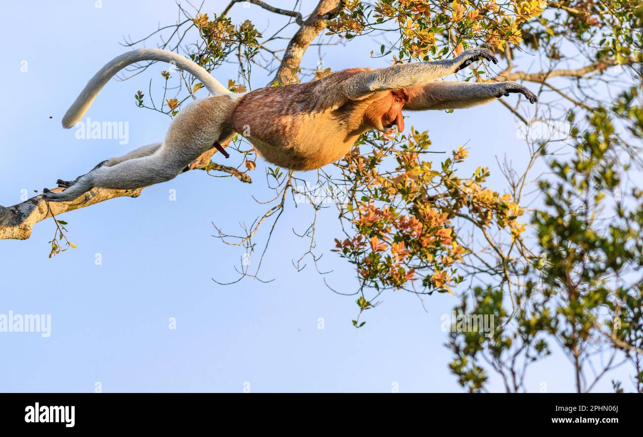 Dominant male proboscis monkey (Nasalis larvatus) jumping. Photo from ...