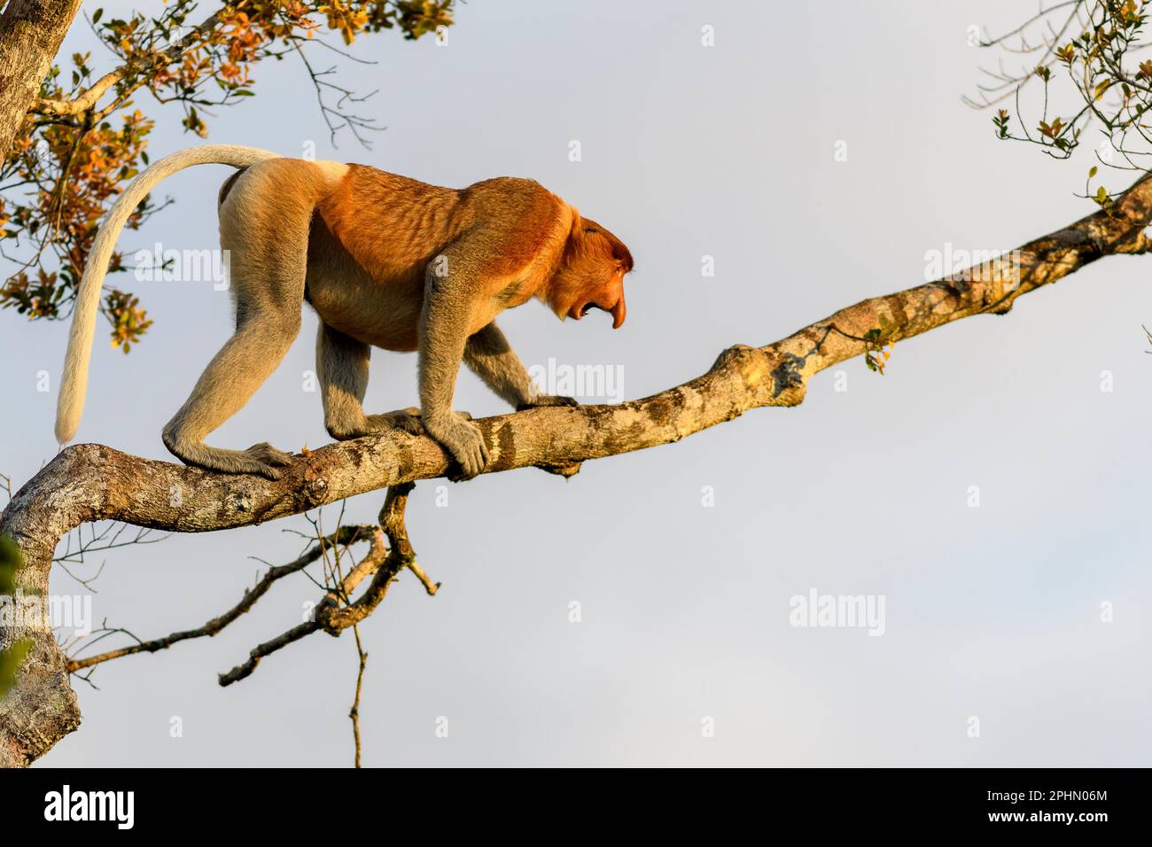 Dominant male proboscis monkey (Nasalis larvatus) in Tanjung Puting ...