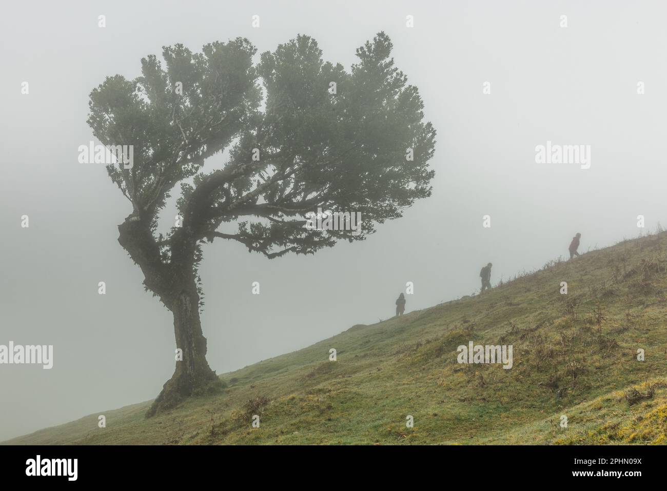 Fanal Forest in Madeira. Portugal. UNESCO park with ancient laurel ...