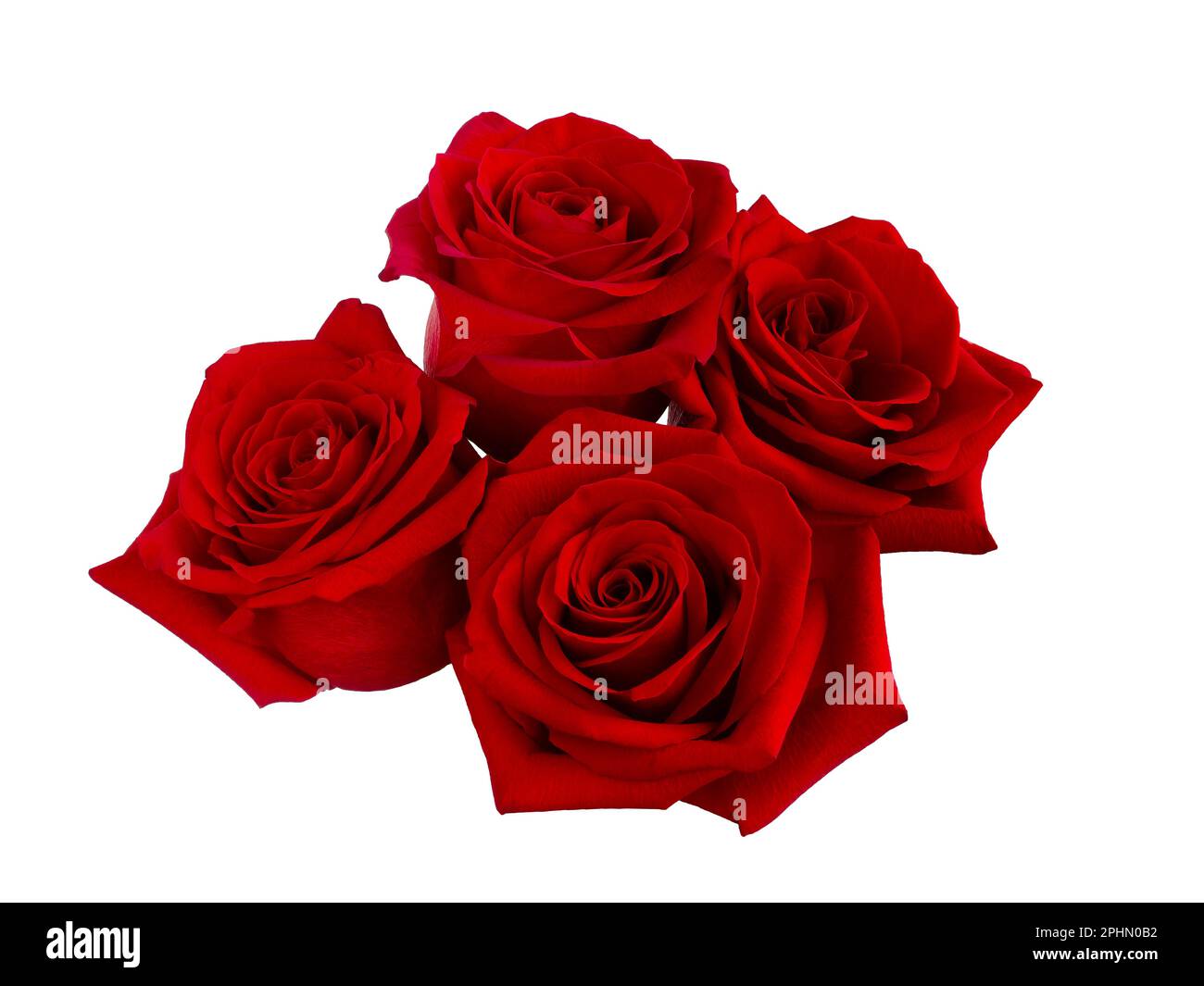 beautiful bouquet of red roses arrangement isolated on white background ...