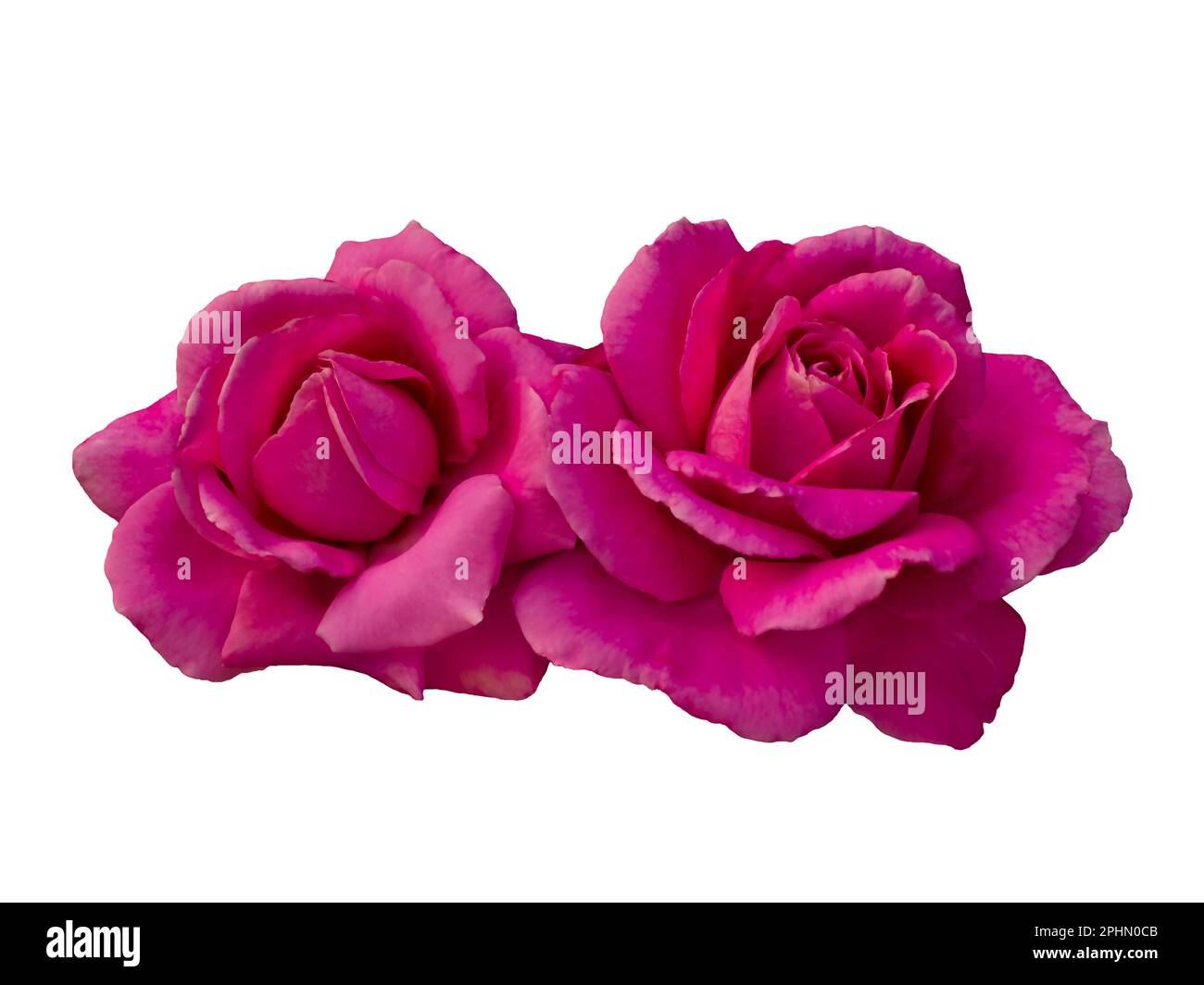 Pink roses arrangement isolated on white background. Detail for ...