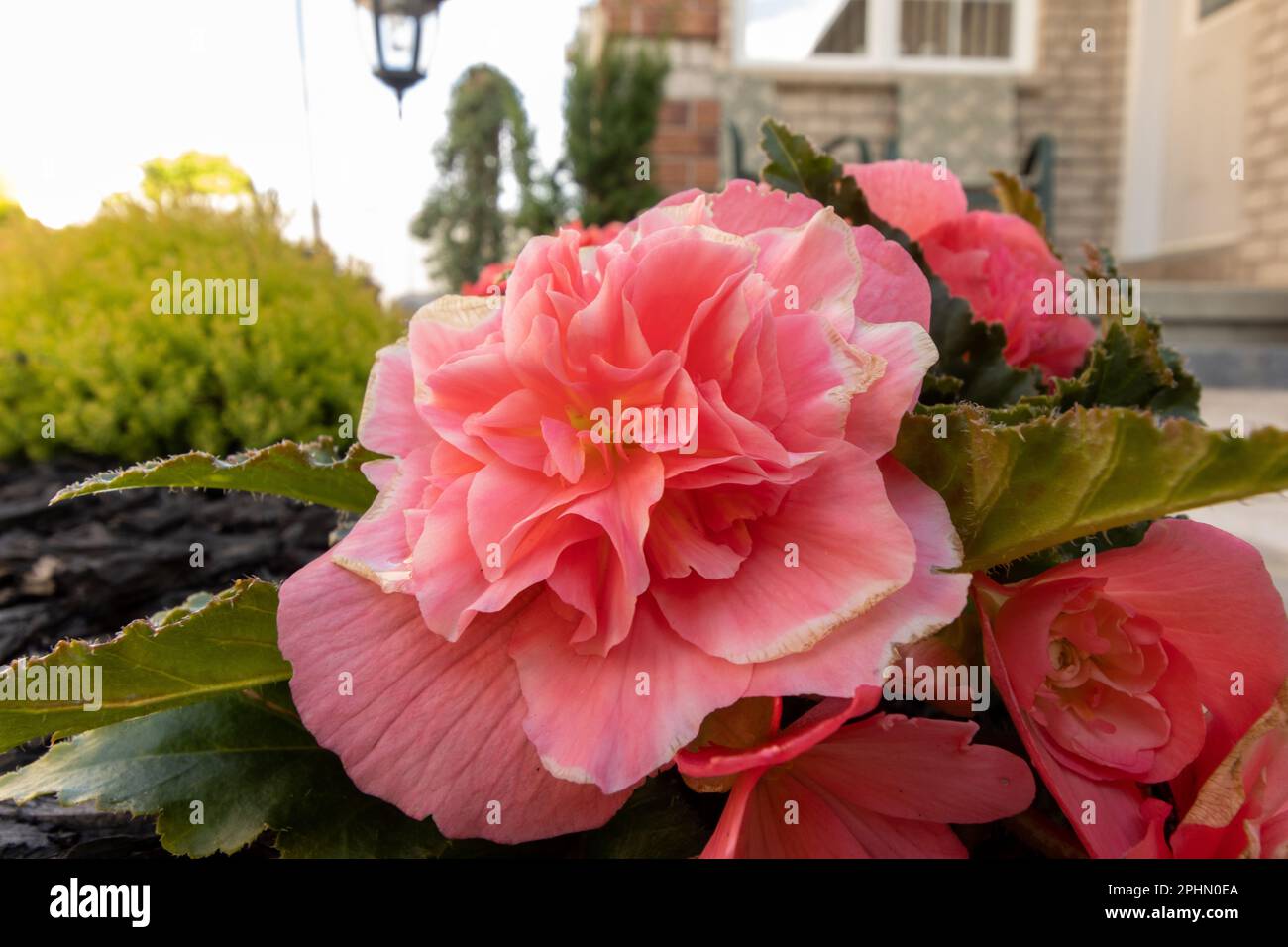 A delicate double pink begonia as a gorgeous foreground in the garden ...