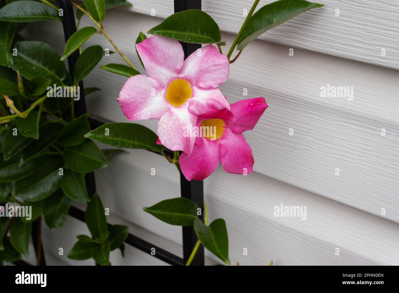 Mandevilla flowers hi-res stock photography and images - Alamy