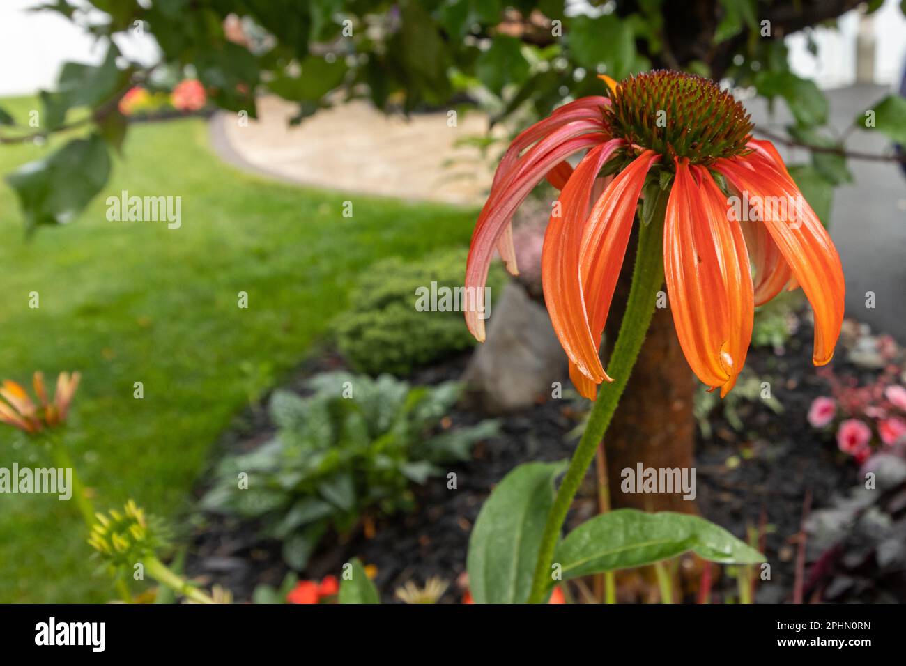 A red coneflower appears vibrant orange in the rain Stock Photo - Alamy