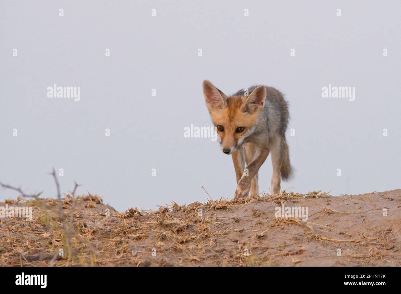 Desert fox (Vulpes vulpes pusilla), also known as the white-footed fox ...