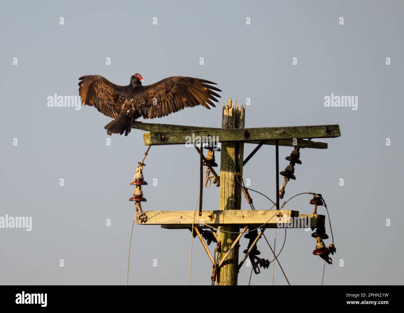 A majestic bird is perched atop a tall pole, its wings outstretched in ...